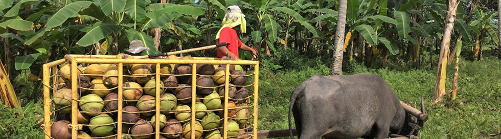 Livelihoods: Building a sustainable coconut supply chain with 5, 000 ...